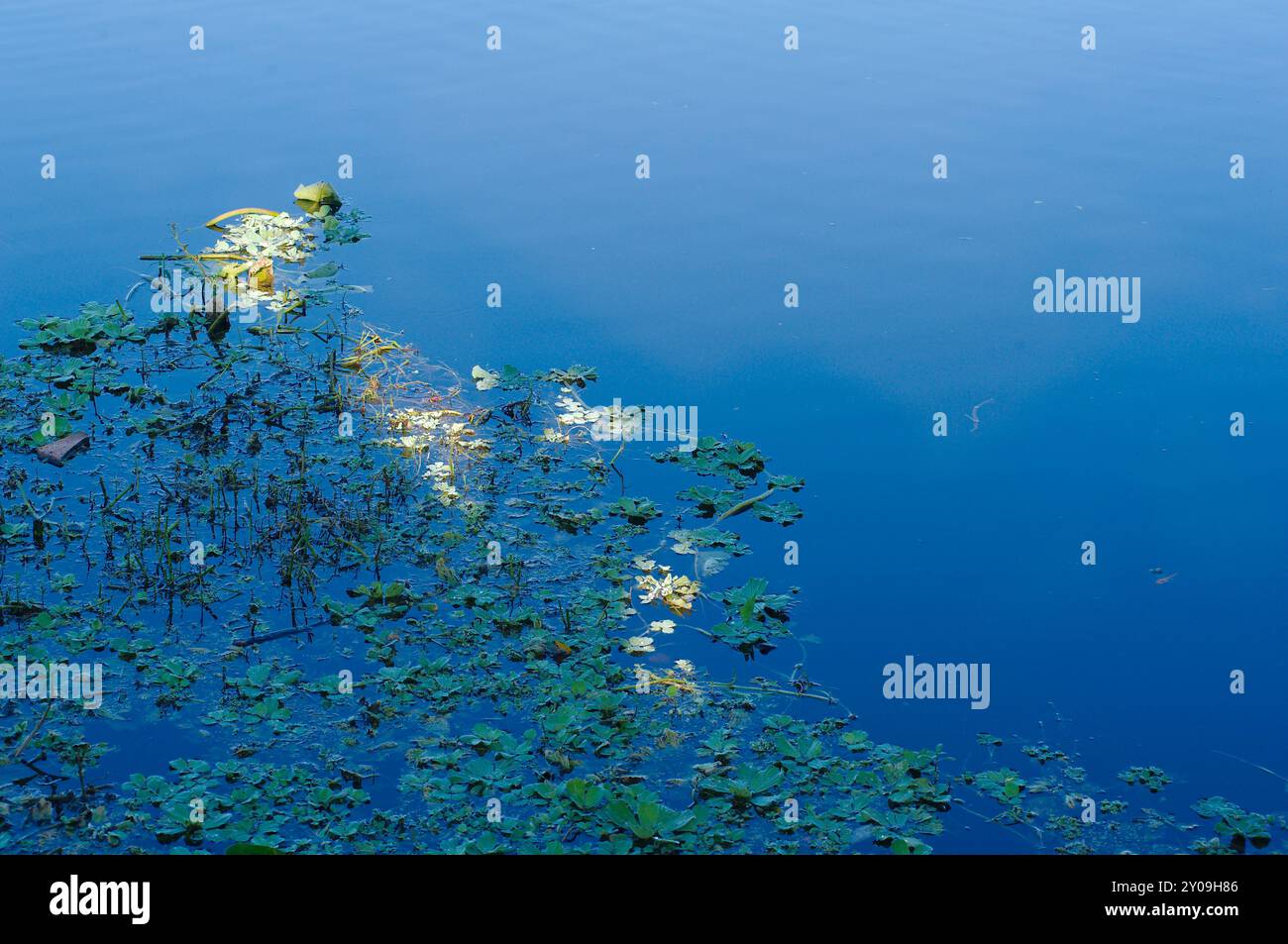 Overhead wide view of lotus flower water lettuce in the early morning ...