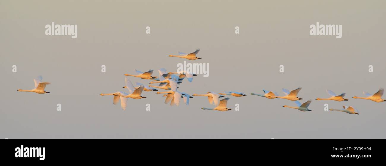 Flying whooper swans, flying whooper swans, cygnus cygnus, bird ...