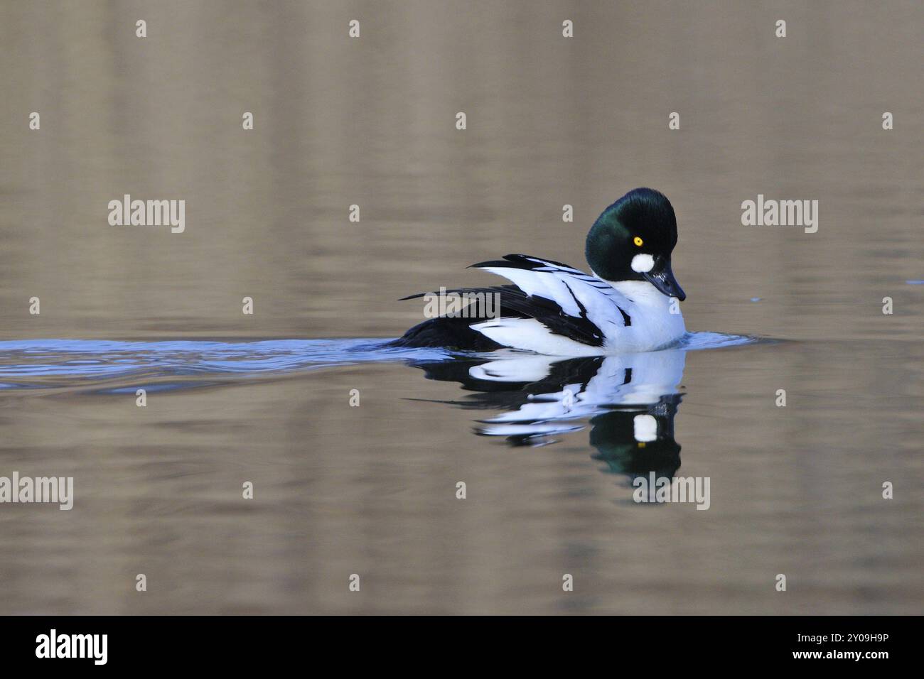 Goldeneye duck male in water, Bucephala clangula, Male Common Goldeneye ...