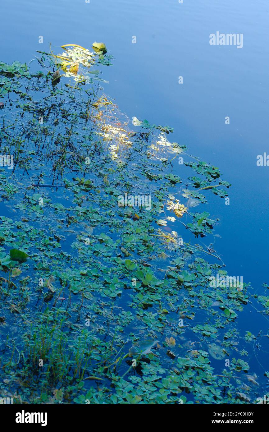 Overhead vertical view of lotus flower water lettuce in the early ...