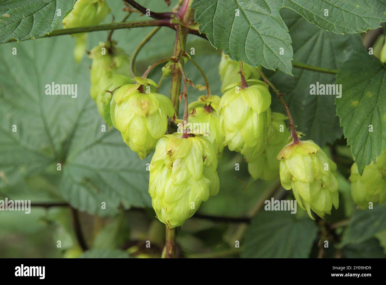 Hop plant, hop plant Stock Photo - Alamy
