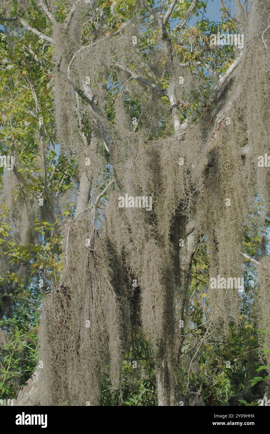 Large Spanish moss hanging from green trees. Florida Sunshine and shade ...