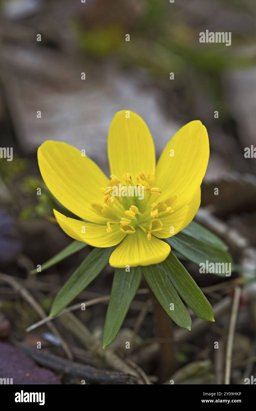 Winter aconites in the garden Stock Photo - Alamy