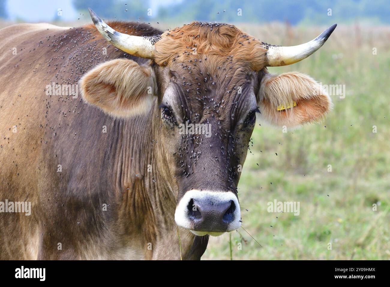Brown Swiss cattle on a meadow Stock Photo - Alamy