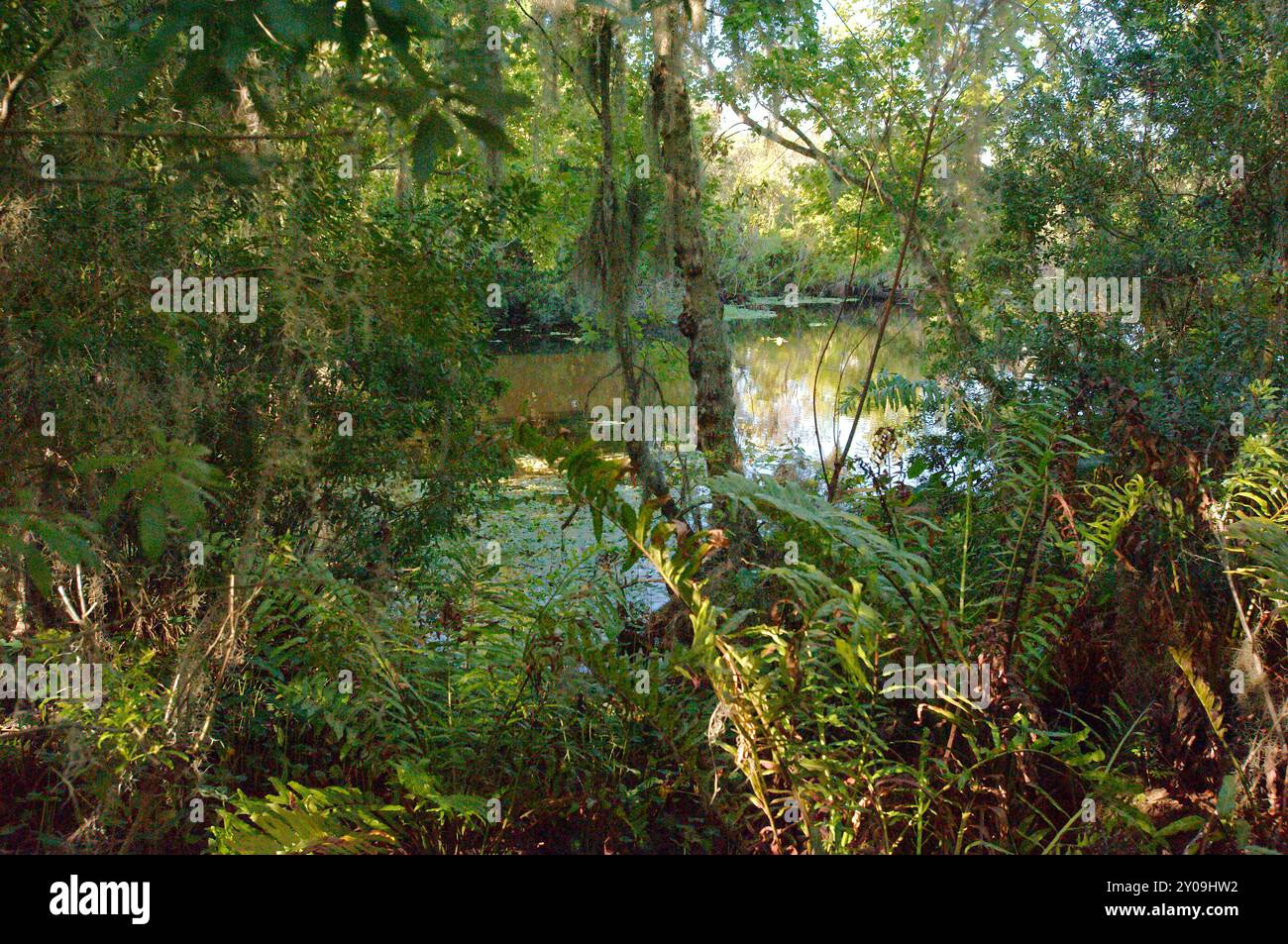 Large Spanish moss hanging from green trees. Florida Sunshine and shade ...