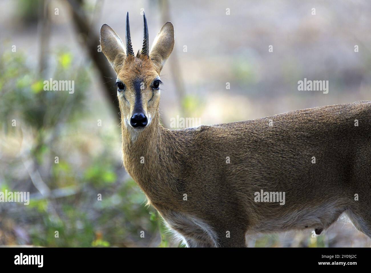 Chucker hi-res stock photography and images - Alamy