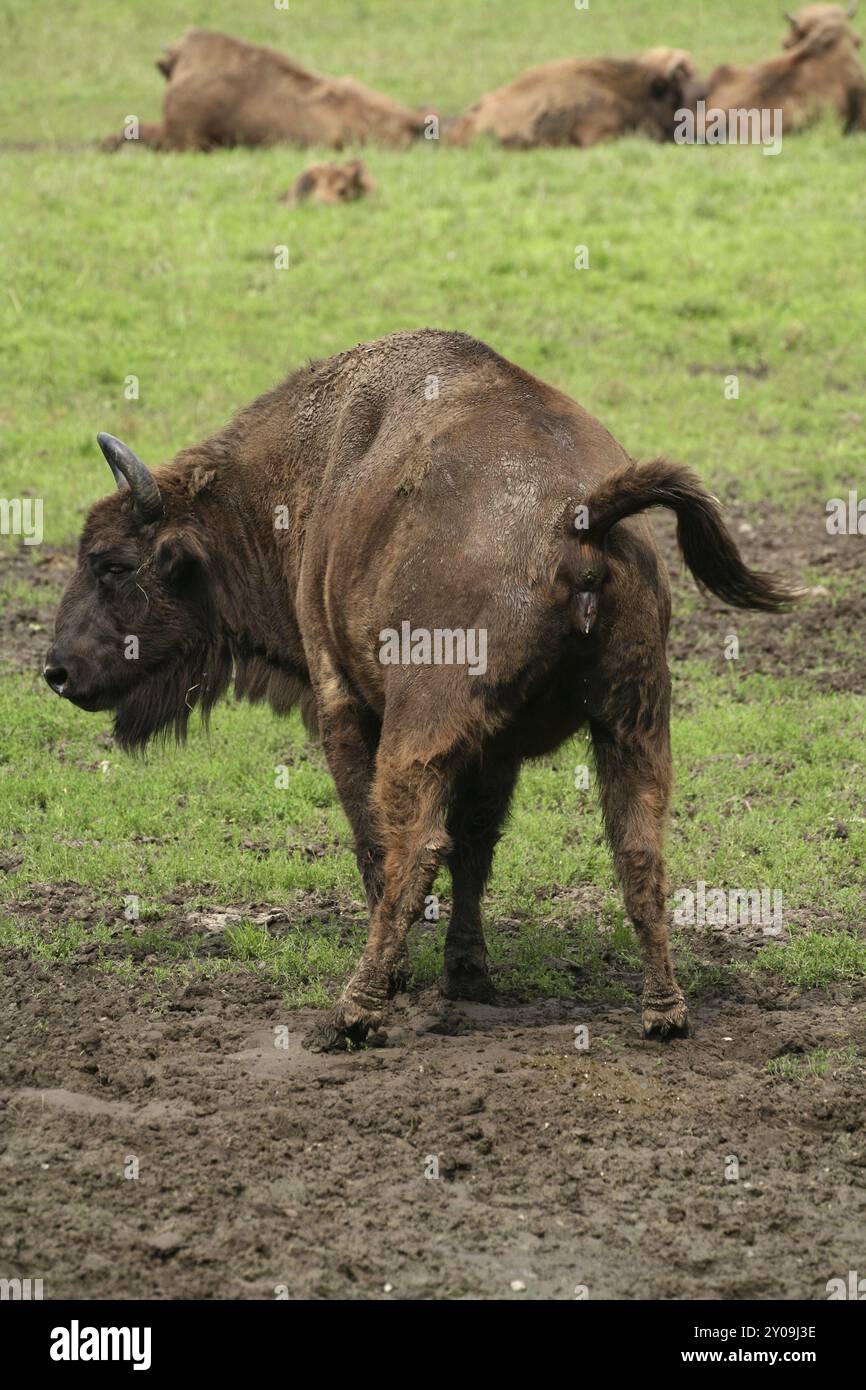 Even a primal animal has to Stock Photo - Alamy