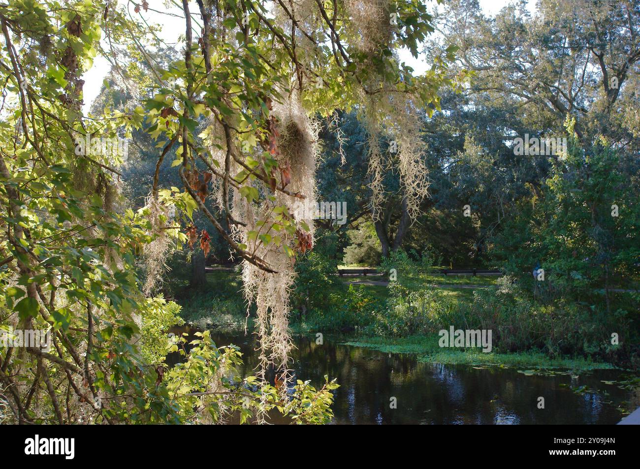 Large Spanish moss hanging from green trees. Florida Sunshine and shade ...