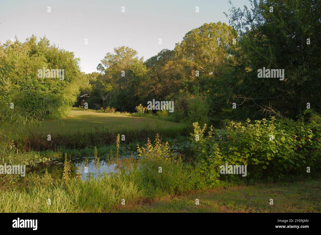 Wide view over narrow blue water swamp canal with green grass and large ...