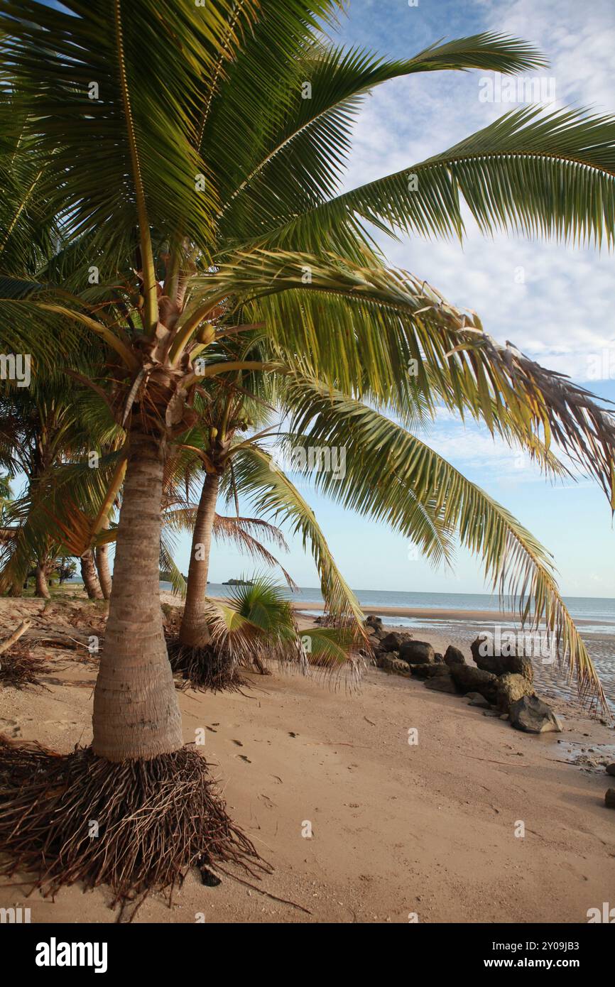 Beautiful landscape coconut palm trees hi-res stock photography and ...