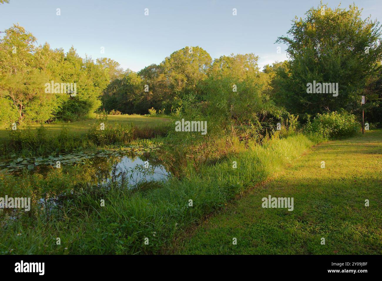 Wide view over narrow blue water swamp canal with green grass and large ...