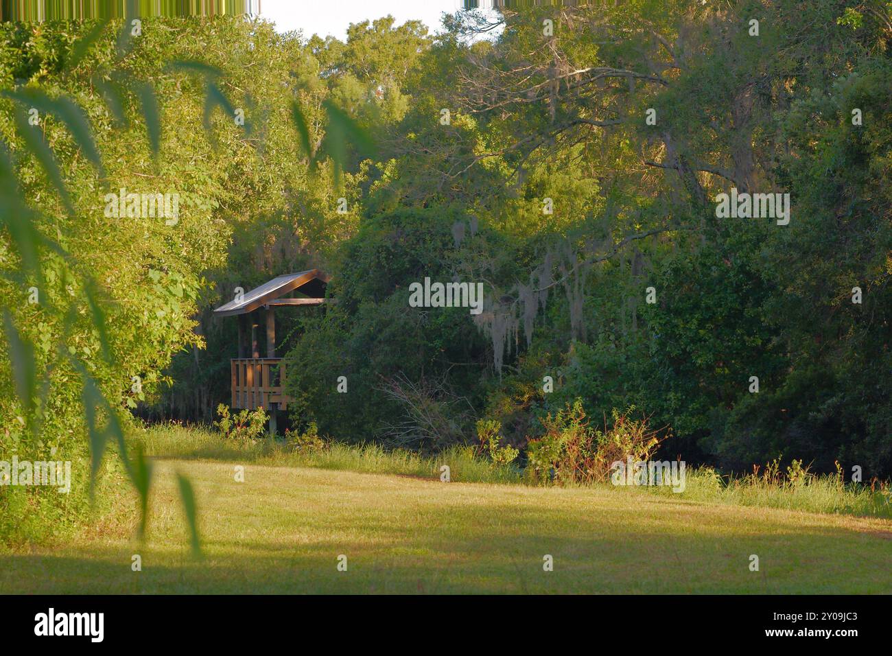 Medium tight framed tree limbs leaves view over green grass and large ...