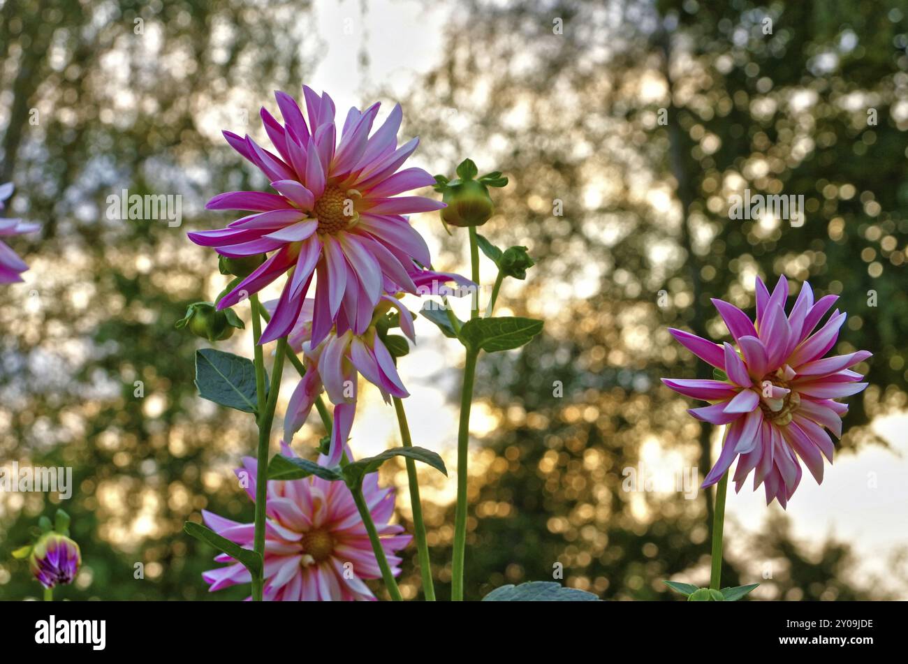 Dahlia Grape Expectations, Dahia Grape Expectations 01 Stock Photo - Alamy