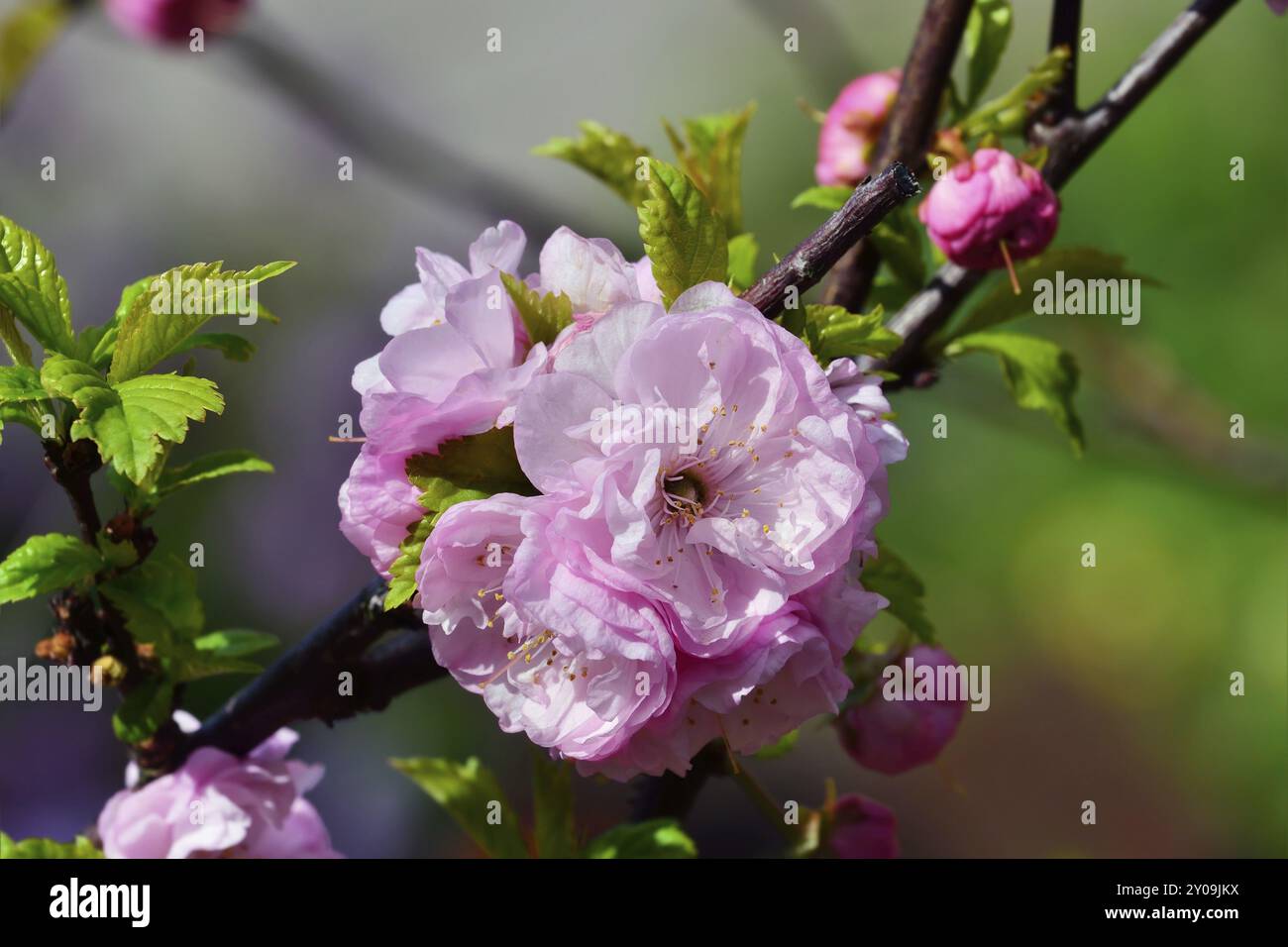 Almond blossoms (Prunus triloba Plena) . Flowers closeup Stock Photo - Alamy