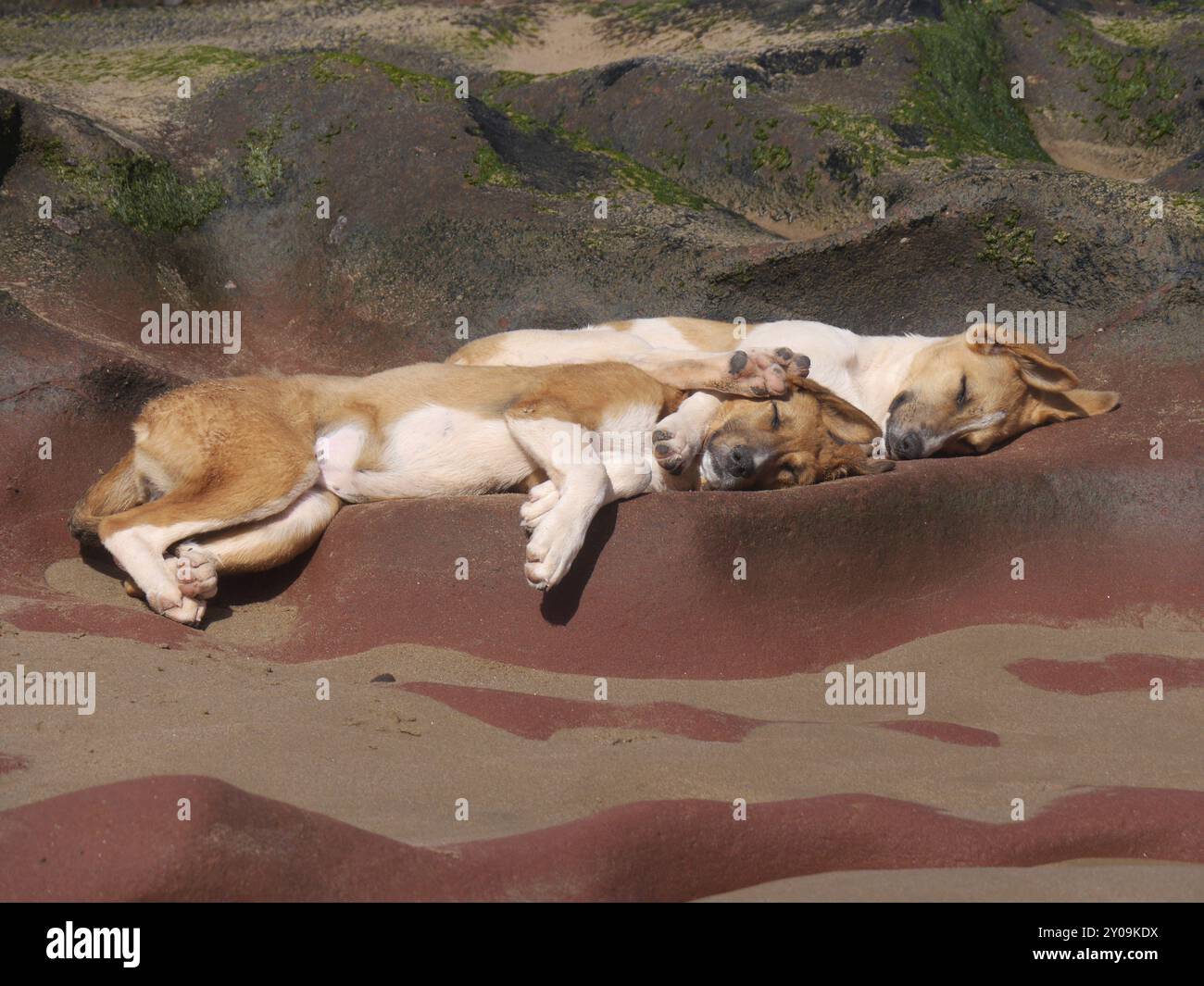 Sleeping wild dogs on the beach of Leghzira in Morocco Stock Photo - Alamy