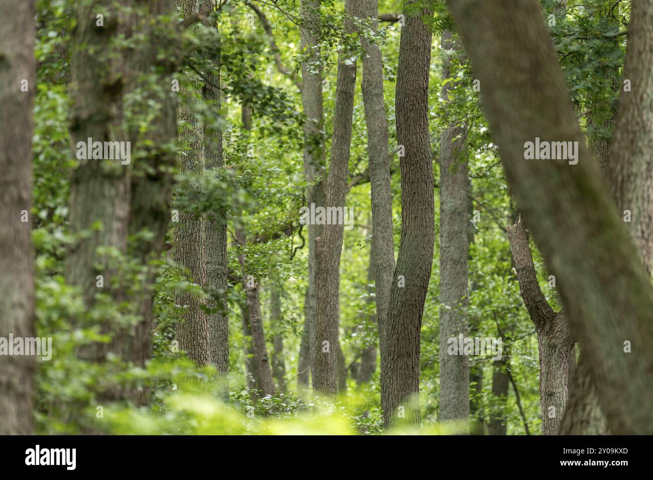 German moor forest landscape with ferns, grass and deciduous trees as a ...