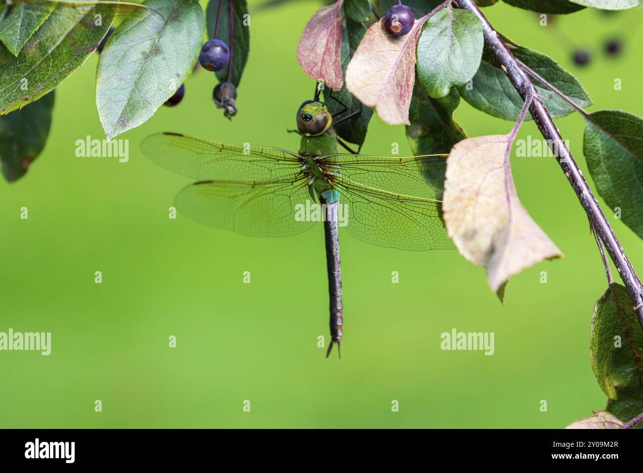 Nature scene from Wisconsin botanical garden Stock Photo - Alamy