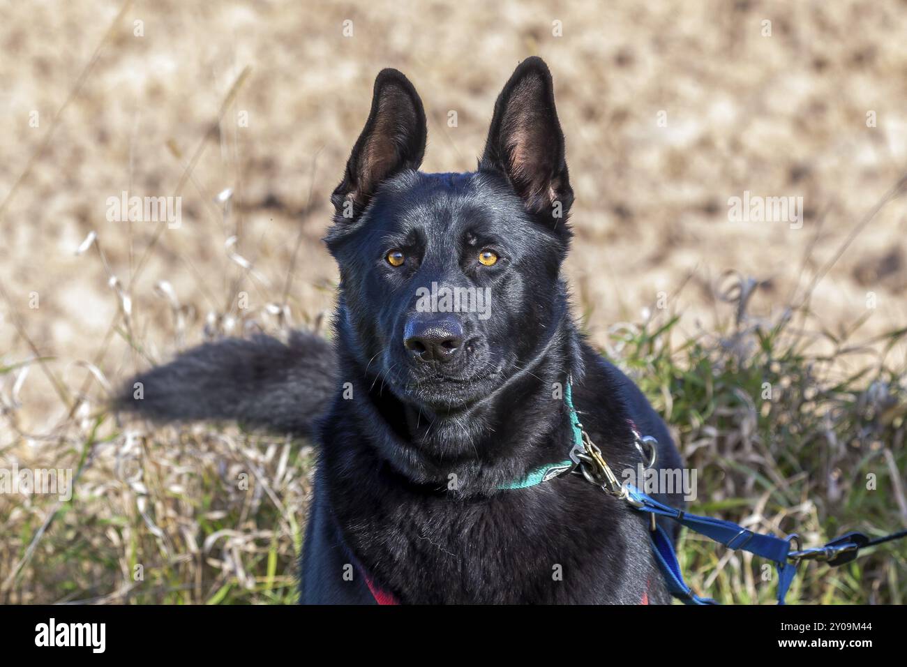 Extremely rare fully black purebred German Shepherd Stock Photo - Alamy