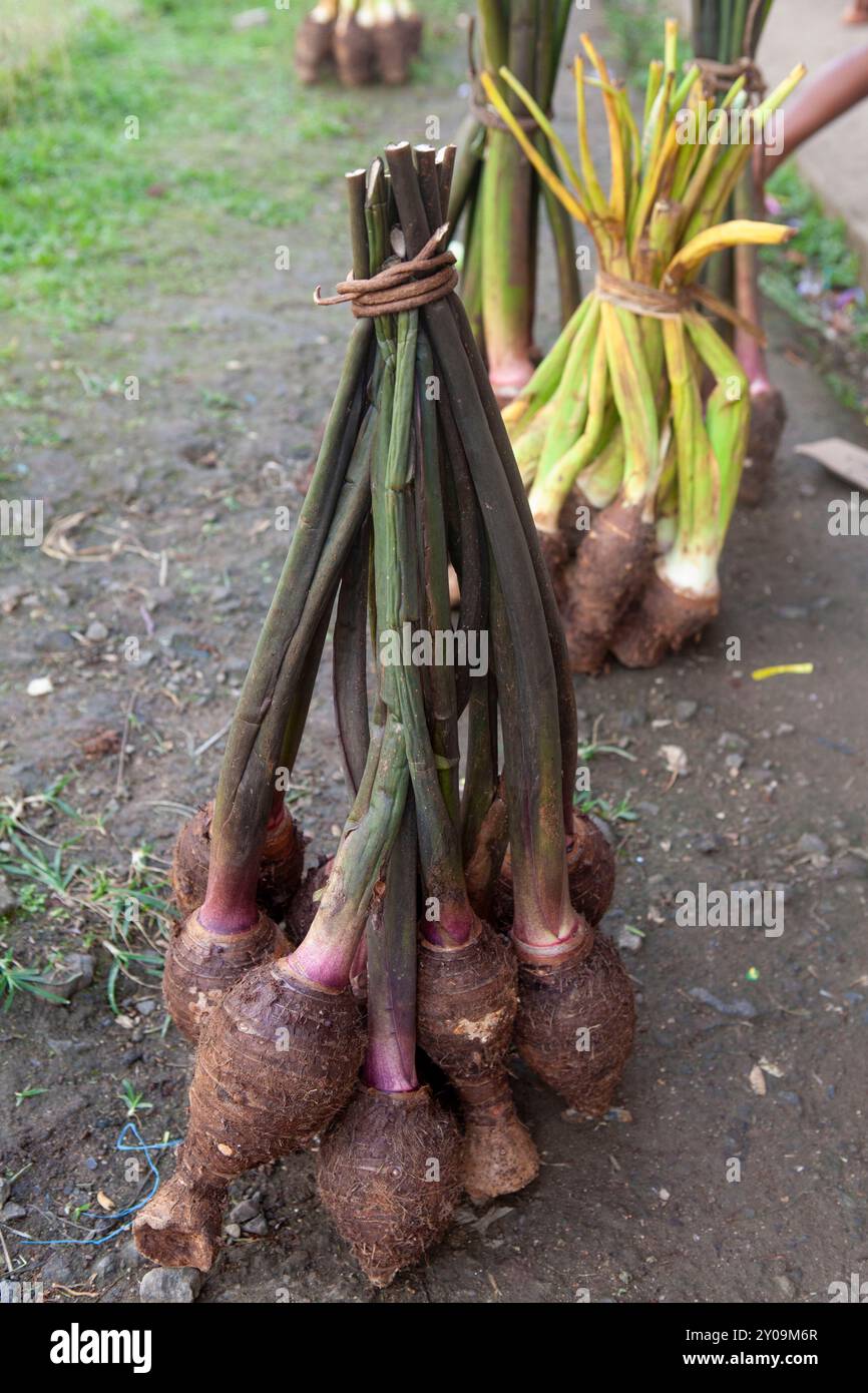 Fijian food hi-res stock photography and images - Alamy