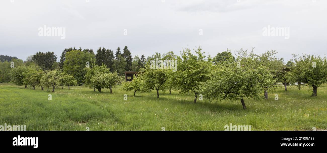 Orchard meadow, ochard Stock Photo - Alamy
