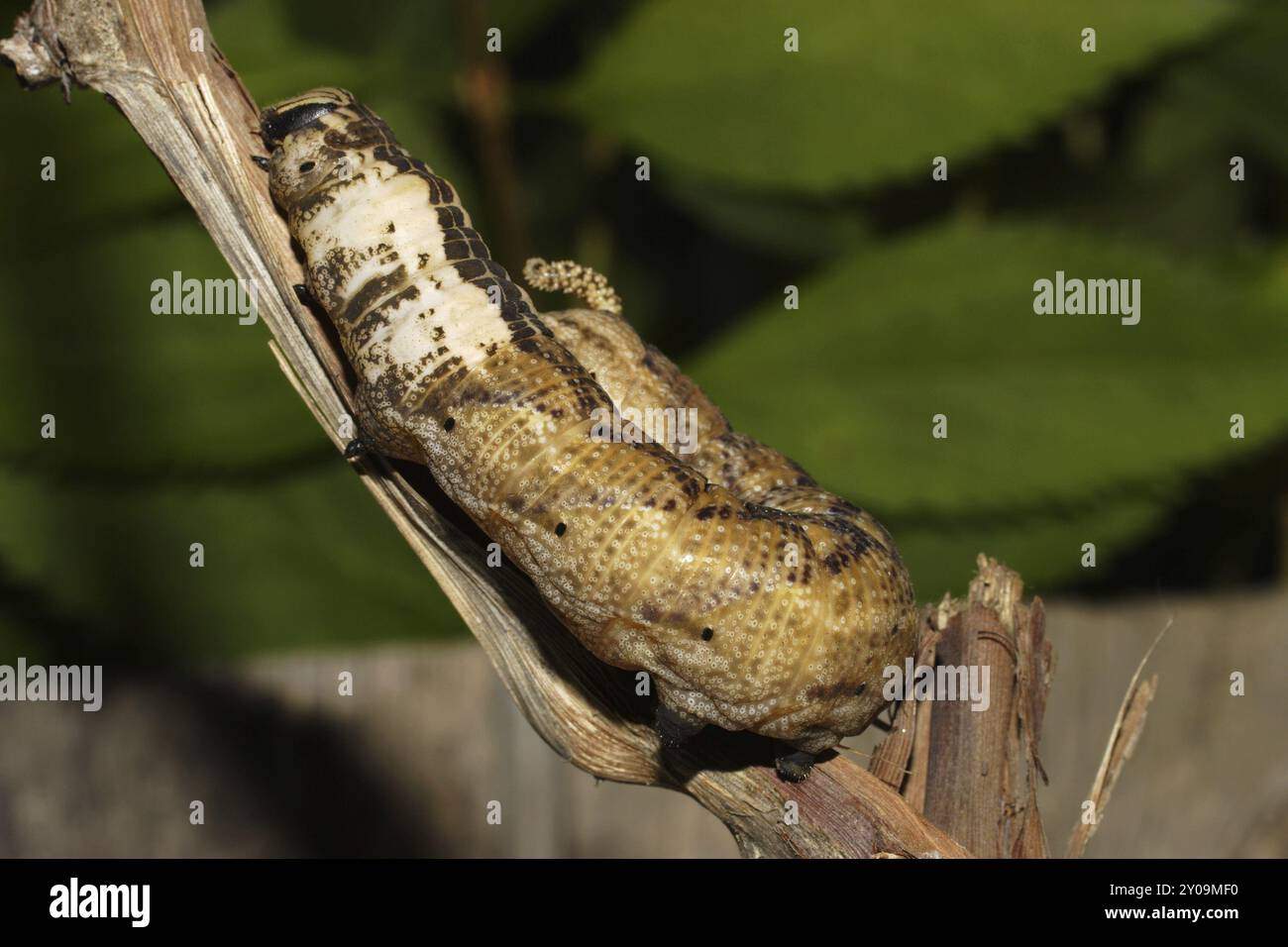 Death's head hawkmoth, caterpillar, Acherontia atropos, Greater death's ...