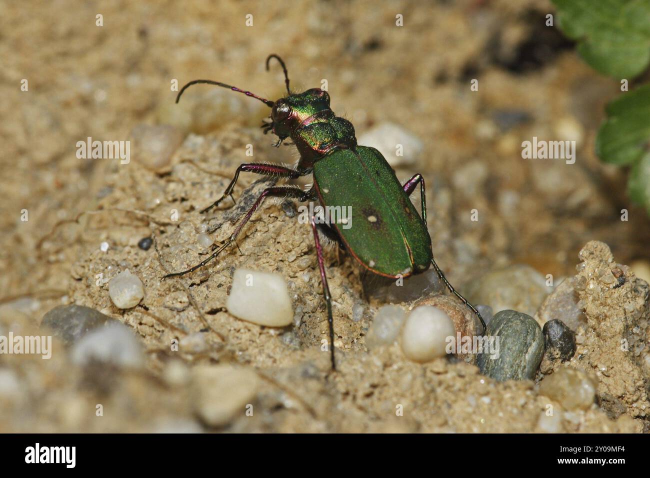 Field sand beetle, Cicindela campestris, green tiger beetle Stock Photo ...