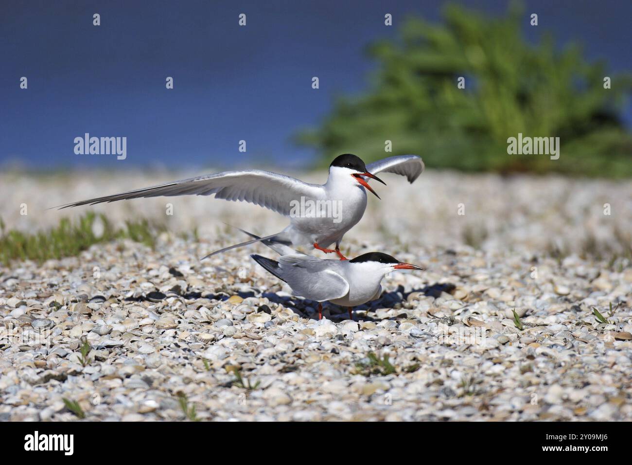 Common Tern, Sterna hirundo, common tern Stock Photo - Alamy