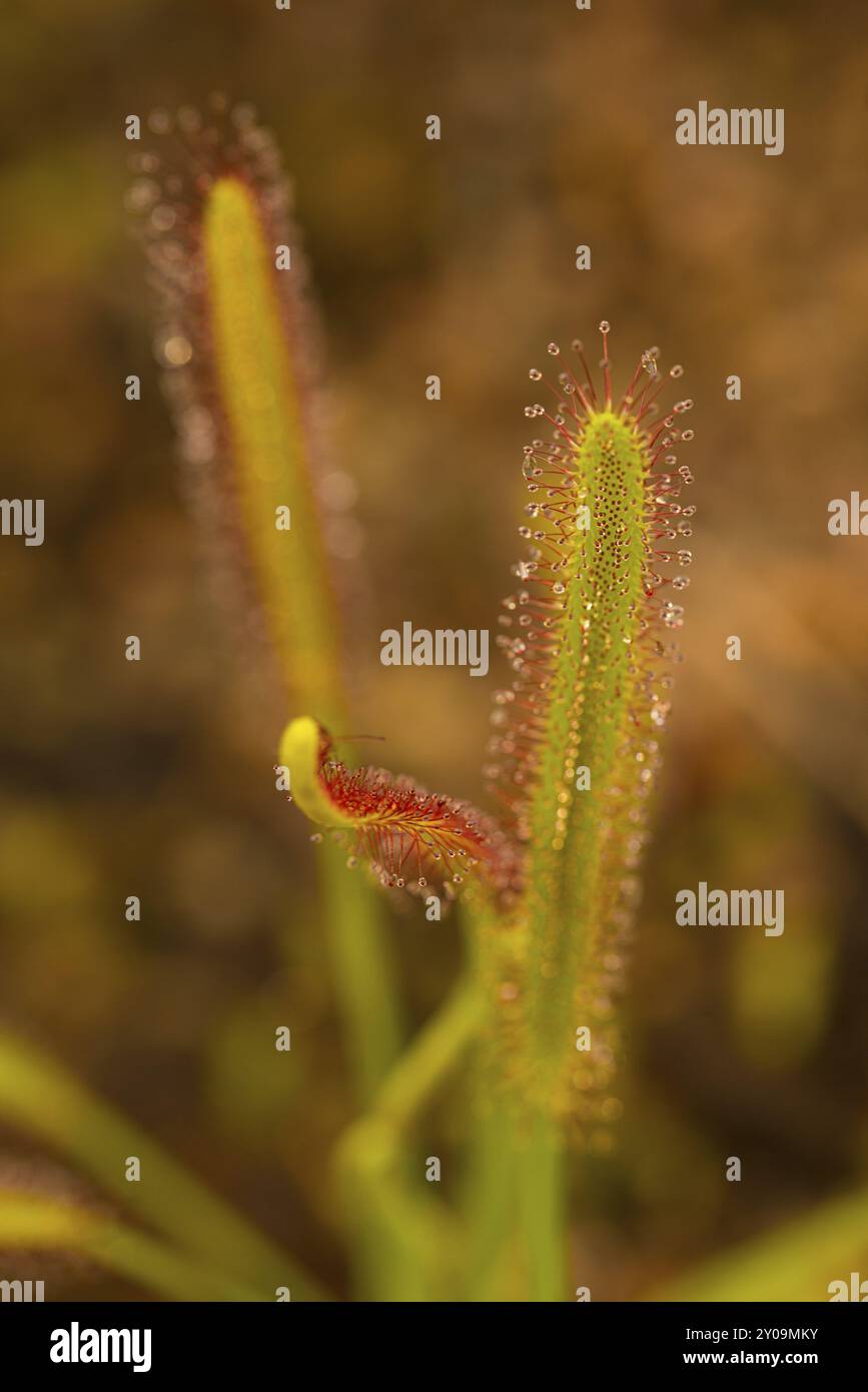 Cape sundew (Drosera capensis) ready to catch insects Stock Photo - Alamy