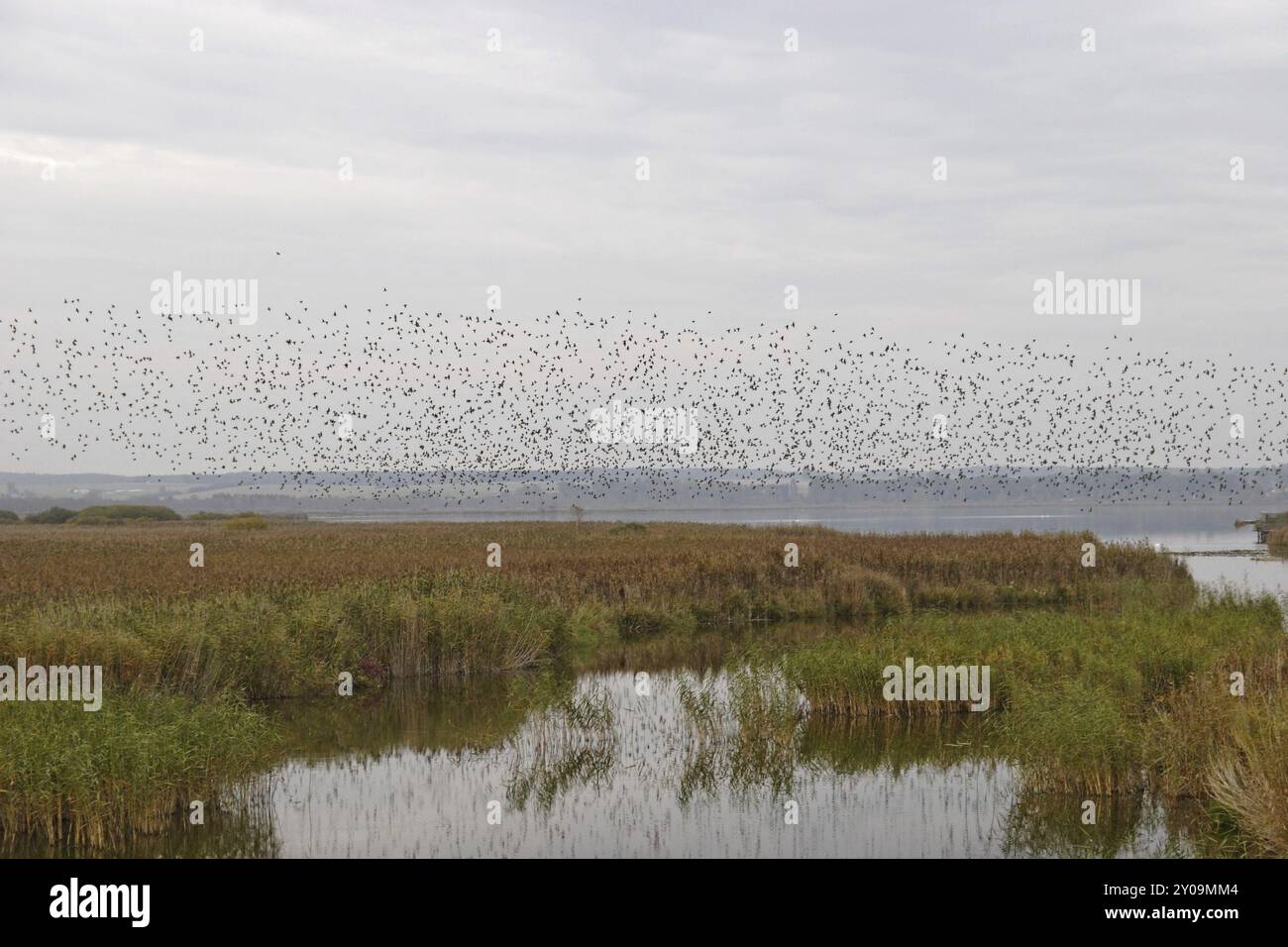 Starling swarm, Sturnus vulgaris, common starling swarm Stock Photo - Alamy