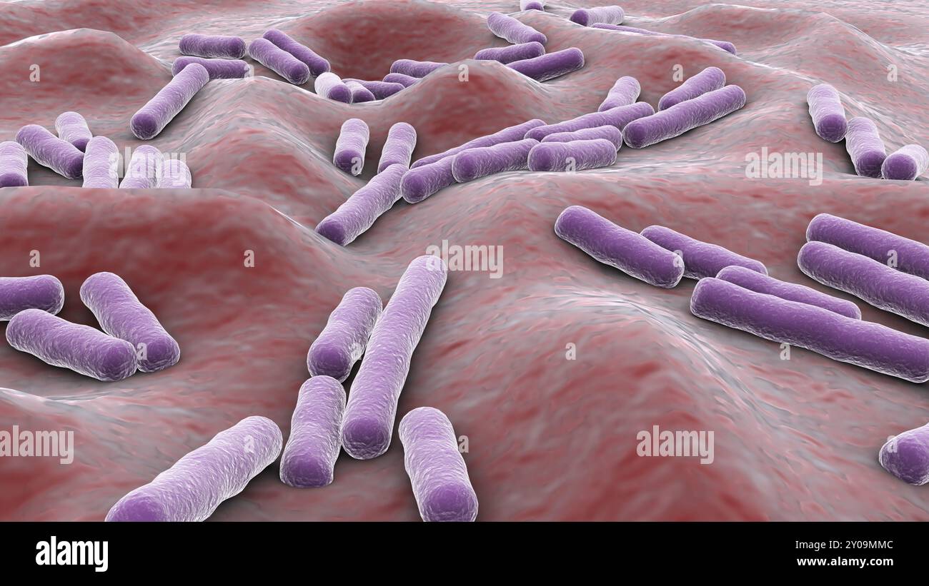 Clostridium perfringens bacteria hi-res stock photography and images ...