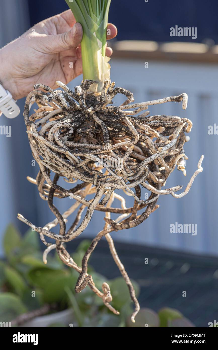 Massive root system of a plant being re-potted Stock Photo - Alamy