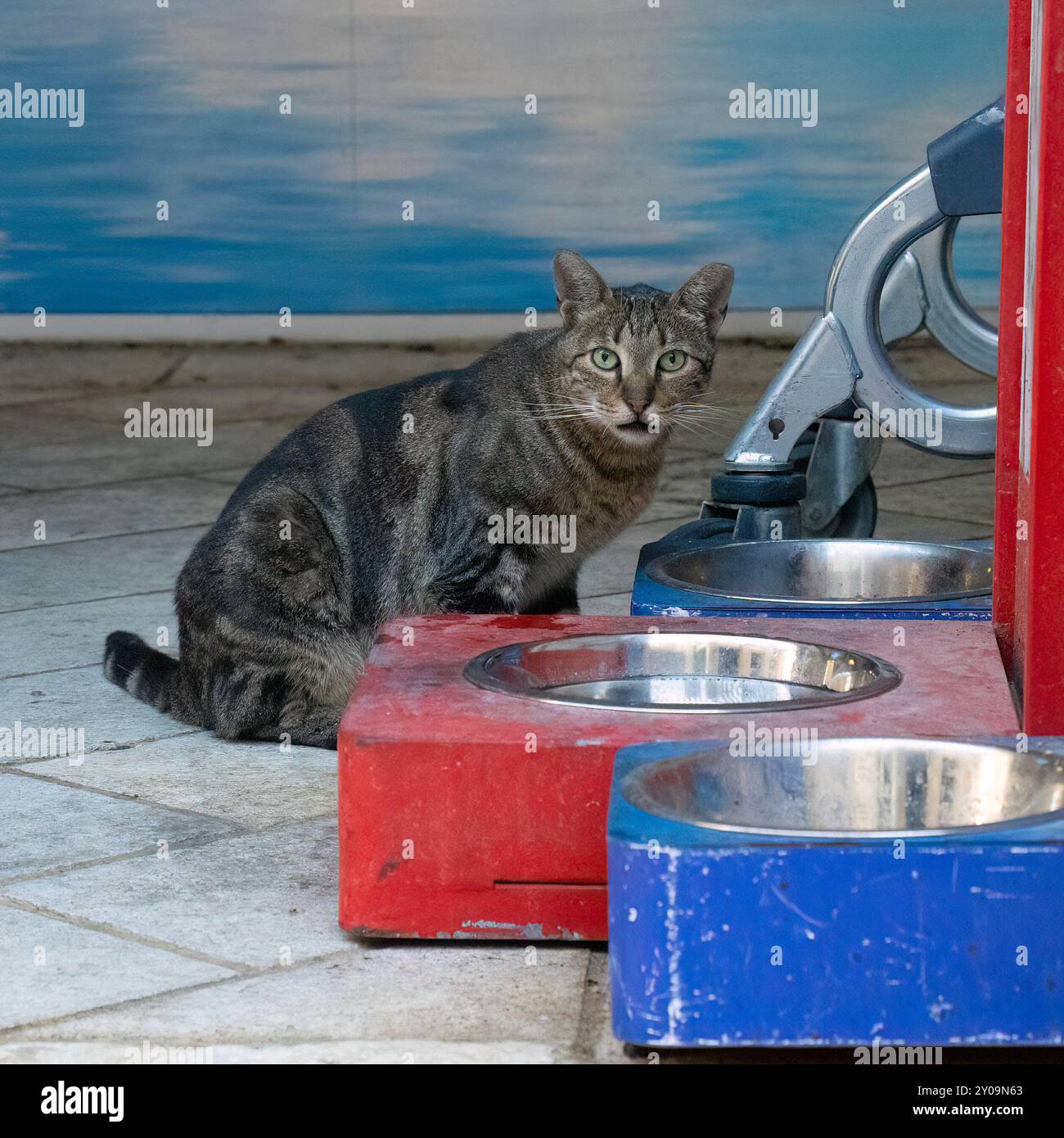 A green eyed, gray tabby street cat in a feeding station in a Jerusalem ...