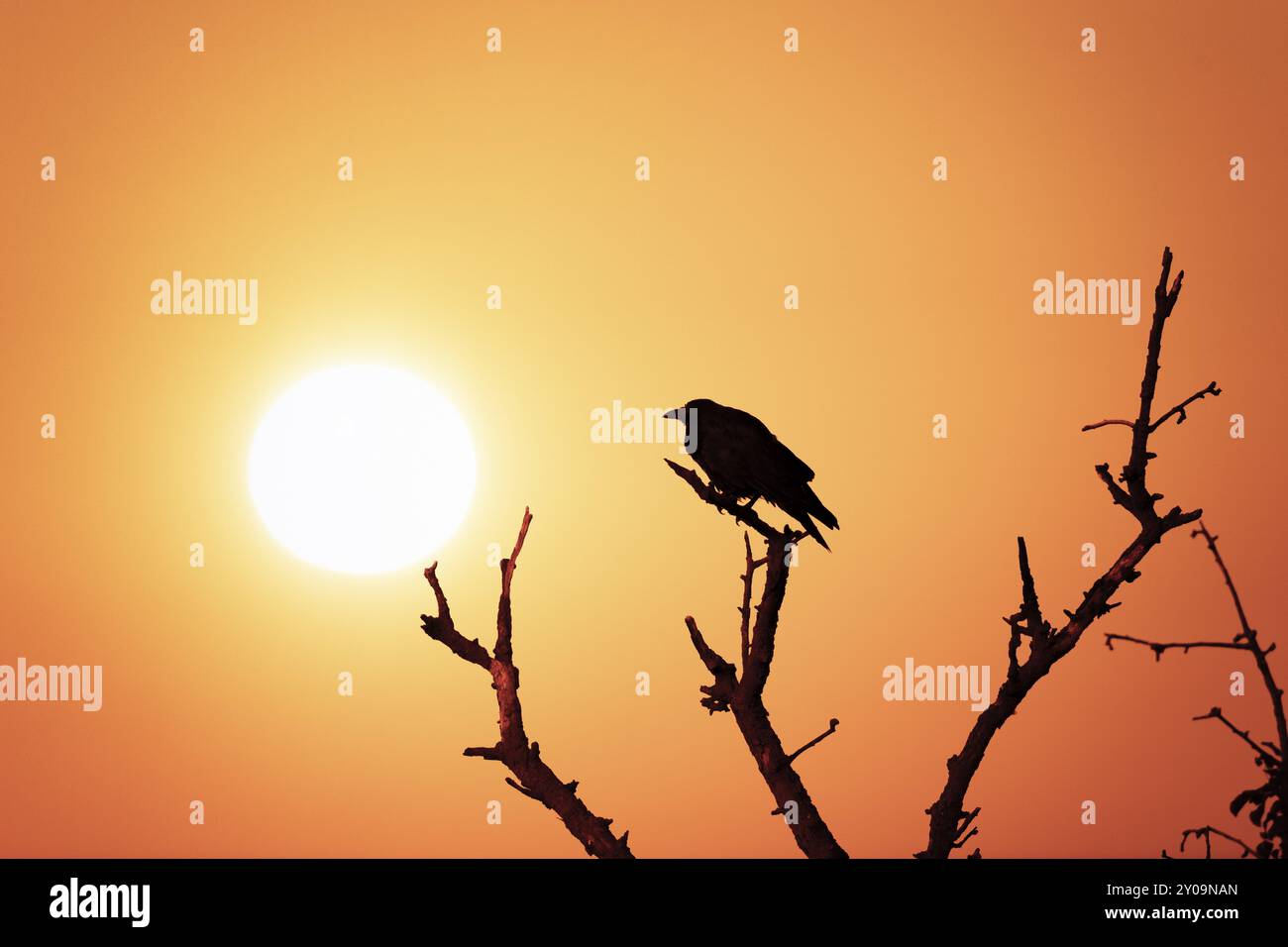 A bird sits on a branch in front of an orange-coloured sunset sky ...