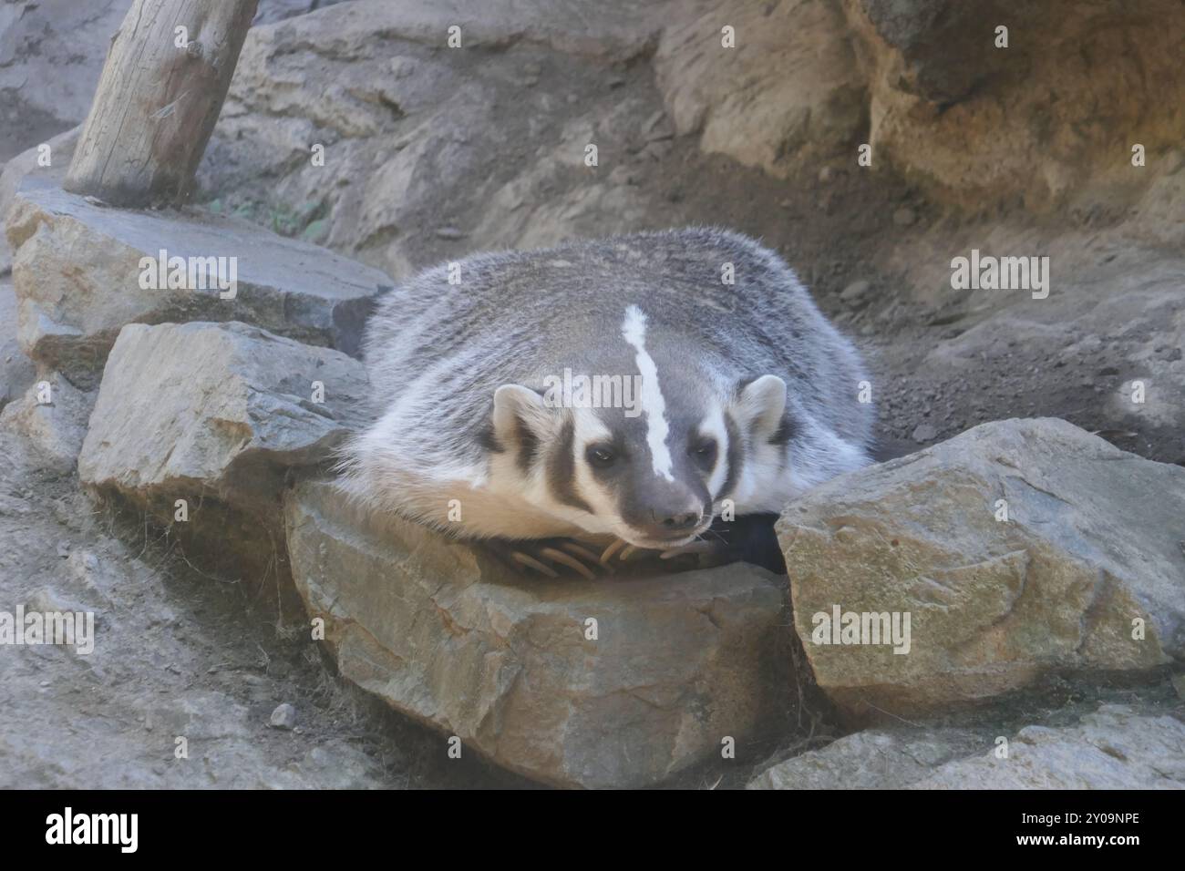 Los Angeles, California, USA 26th August 2024 American Badger Remy at ...