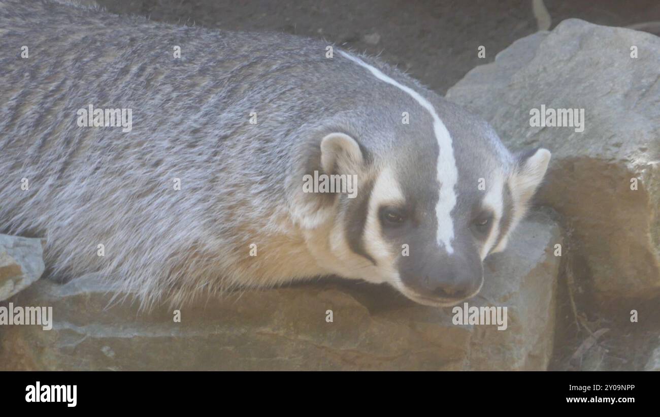 Los Angeles, California, USA 26th August 2024 American Badger Remy at ...