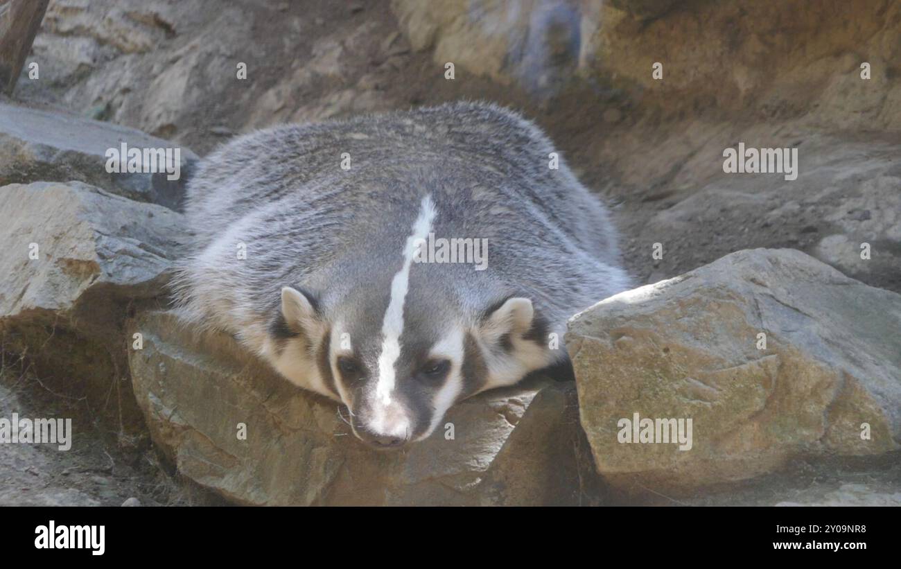 Los Angeles, California, USA 26th August 2024 American Badger Remy at ...