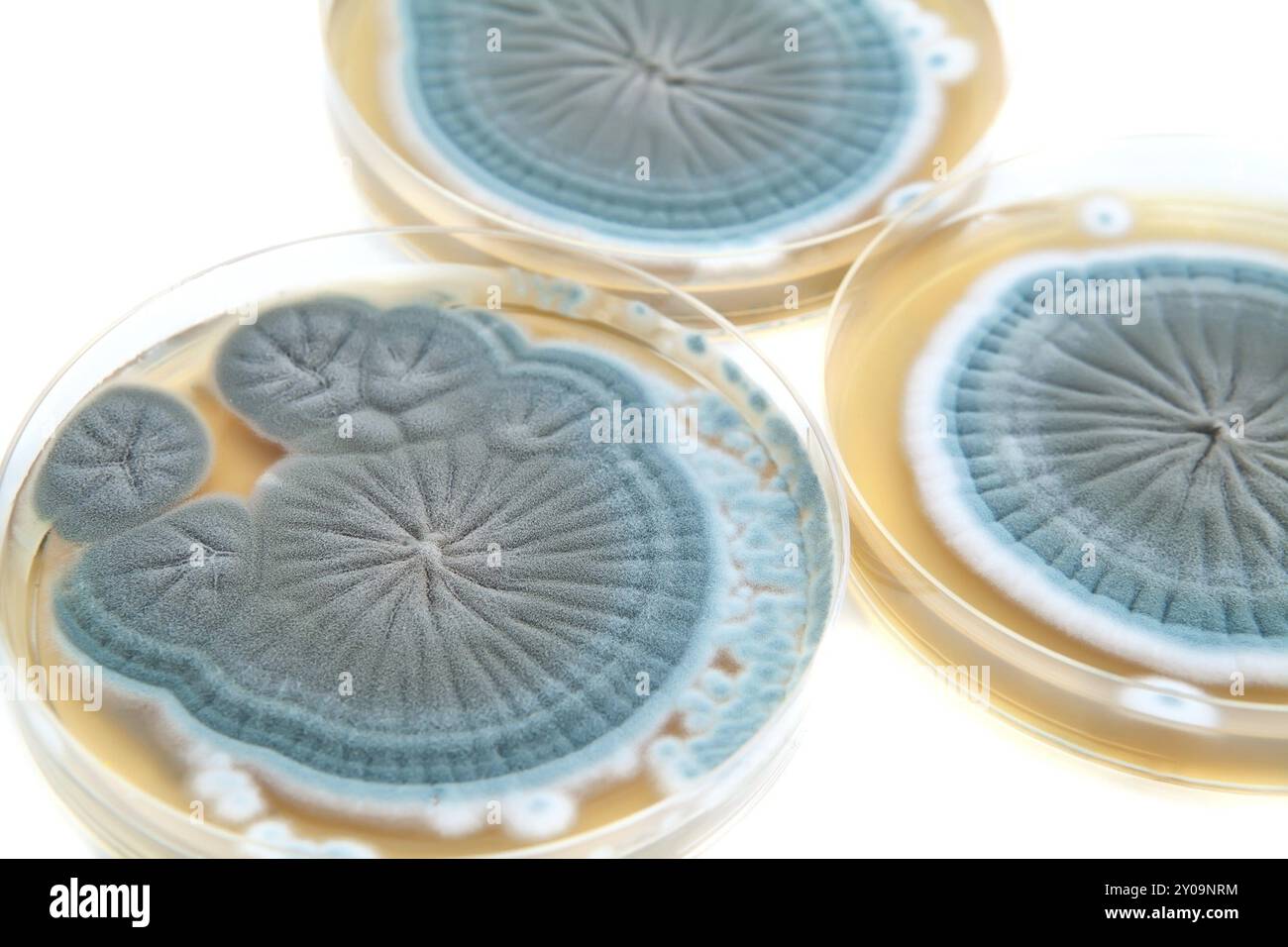 Agar Plates Cleapss
