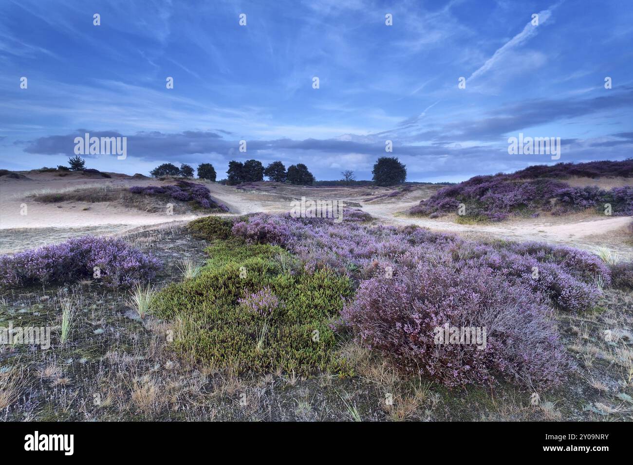 Heather flowering on sand dunes in dusk Stock Photo - Alamy