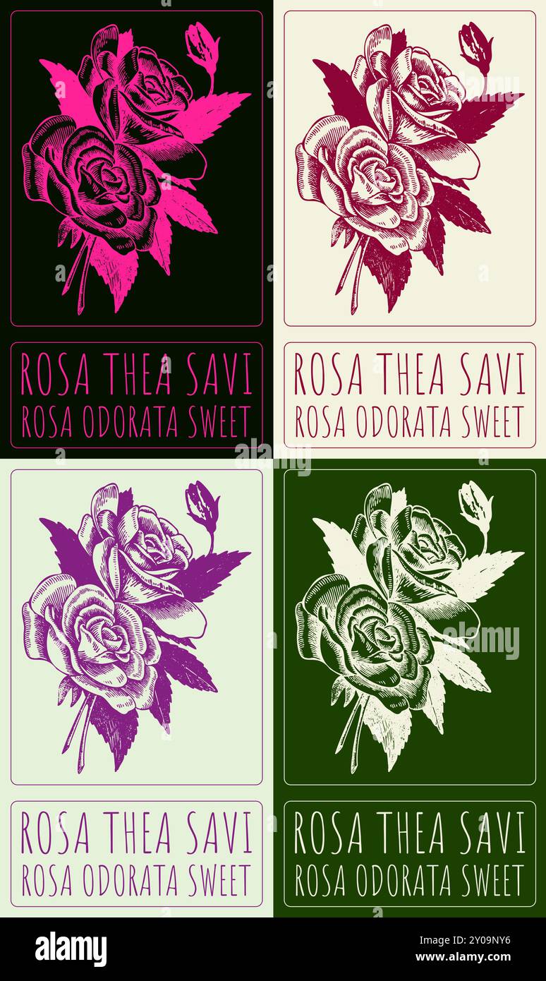 Thea tea Stock Vector Images - Alamy