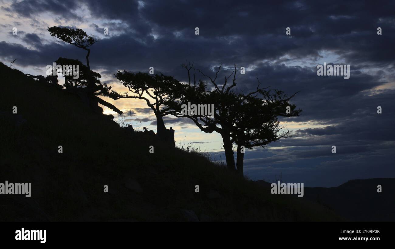Evening scene in New Zealand. Silhouettes of weathered trees and dark ...