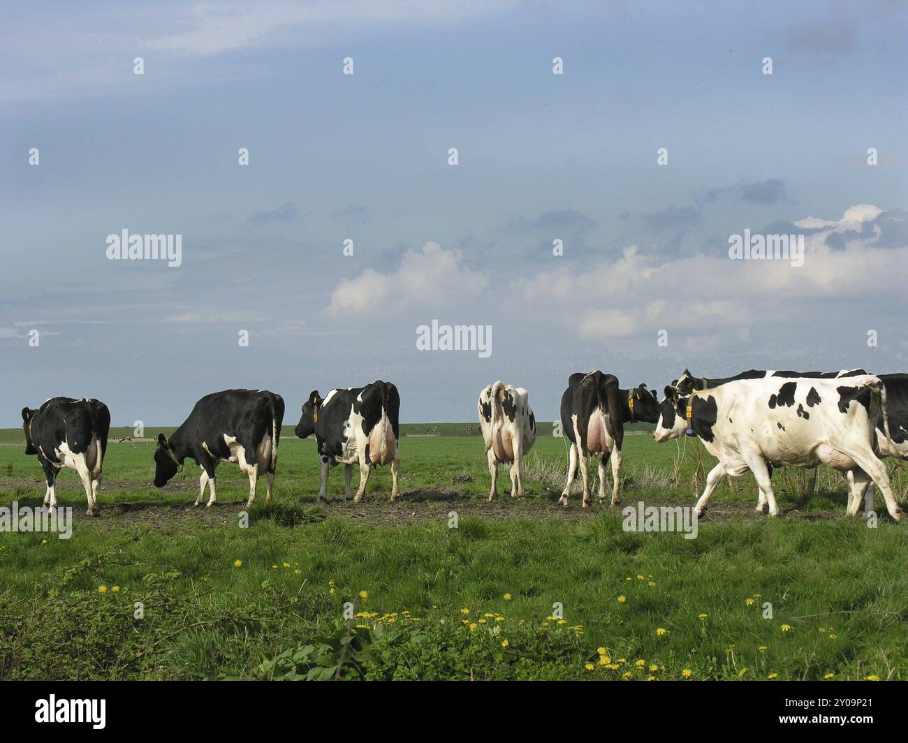 Common cows flower hi-res stock photography and images - Alamy