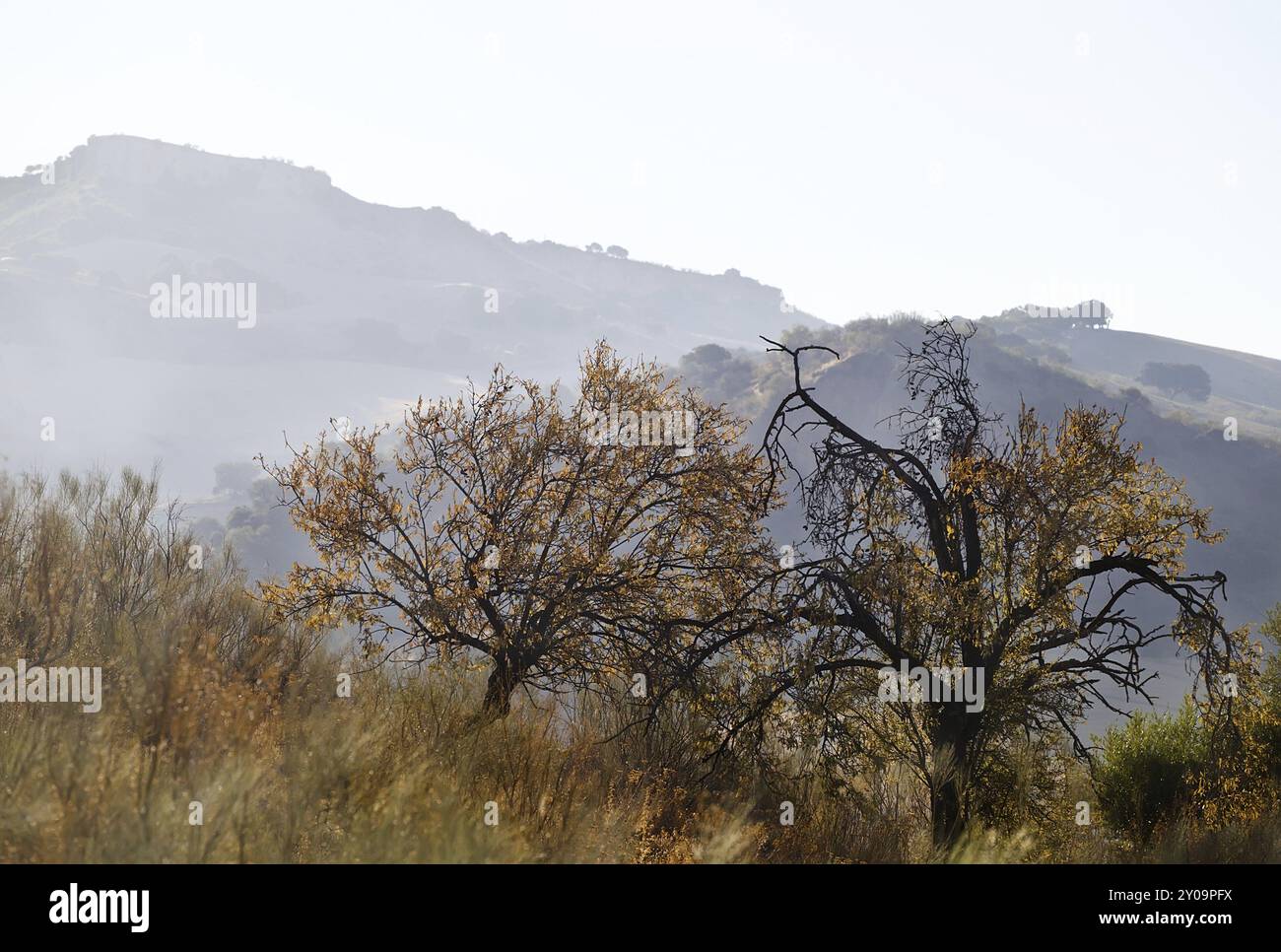 Autumn olive trees in Spanish mountains close to Montecorto Stock Photo ...