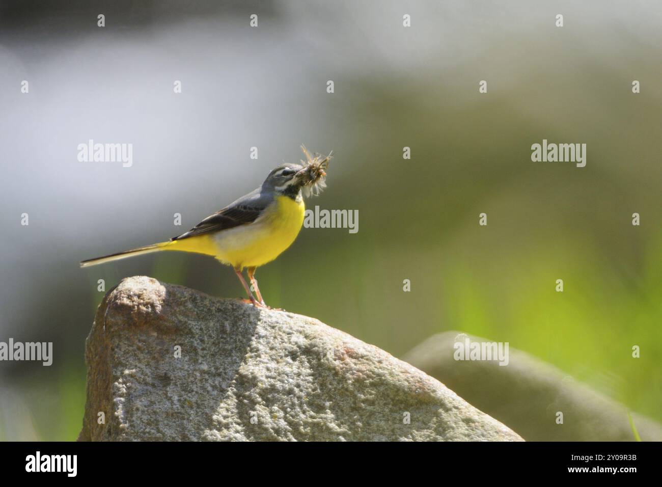 Grey Wagtail, male, with food in the beak, Motacilla cinerea, Grey ...