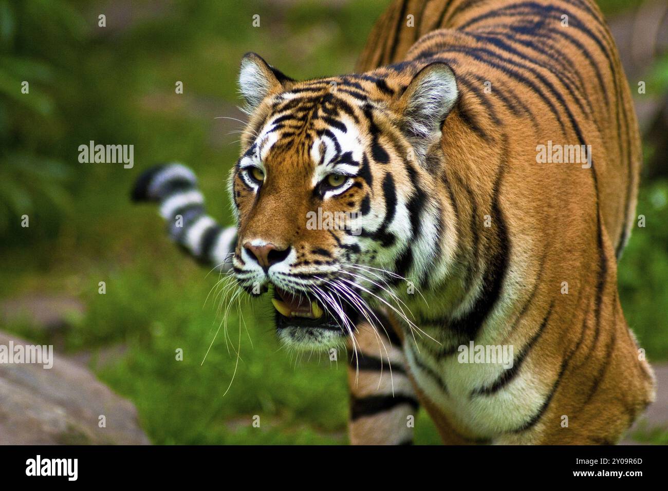 Siberian tigers, Amur tigers, largest and strongest cats of prey in the ...