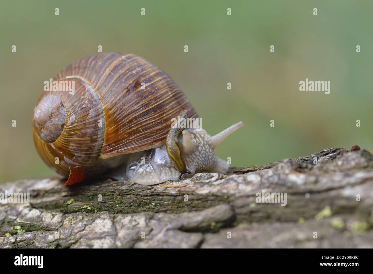 Burgundy snail on the forest floor. Helix pomatia, common names the ...