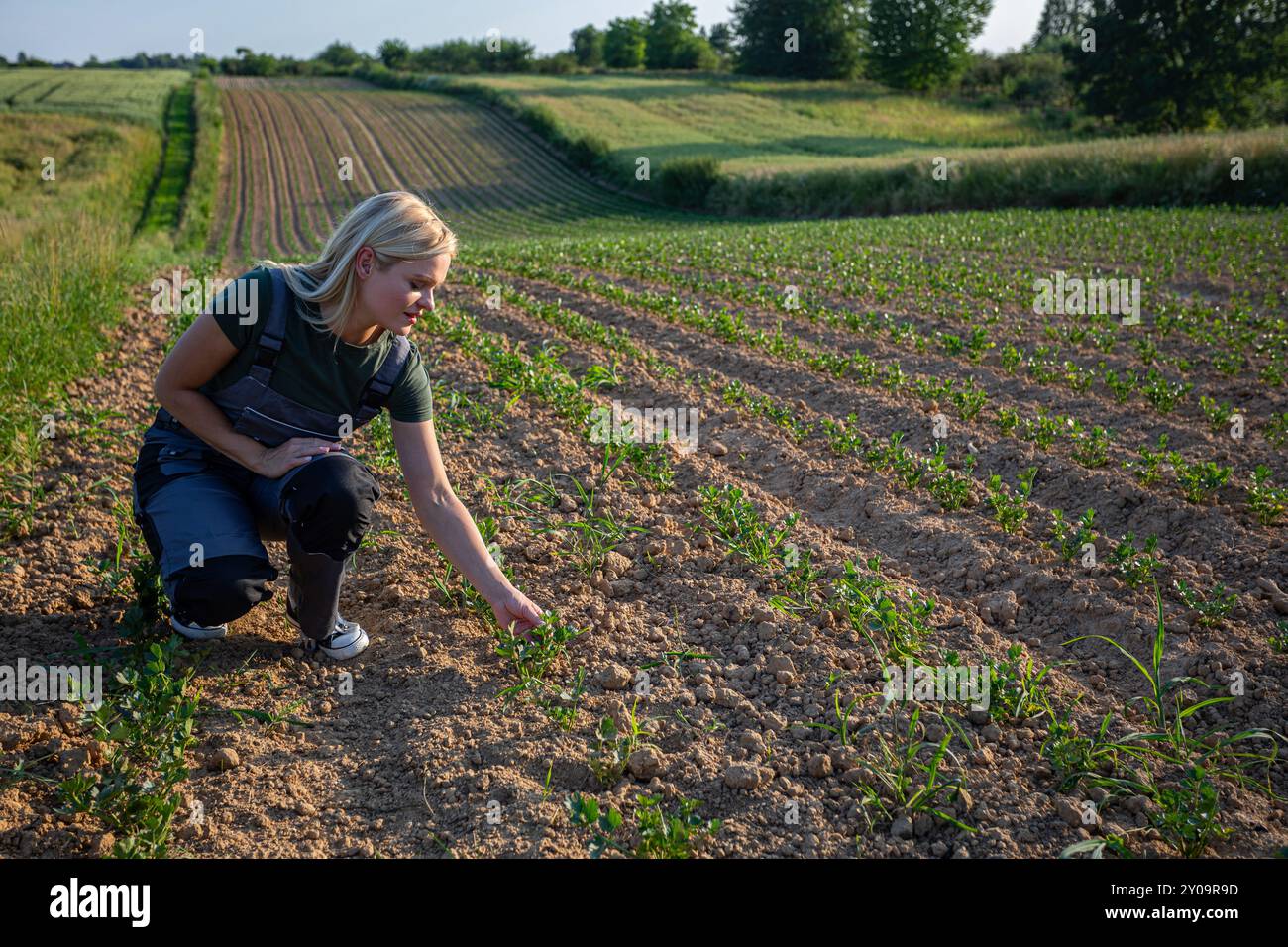 Tending the Fields: Woman Farmer Caring for Crops on Sunny Day and ...