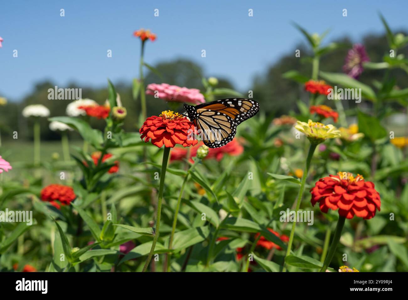 Monarch butterfly stops in zinnia garden at the end of summer Stock ...