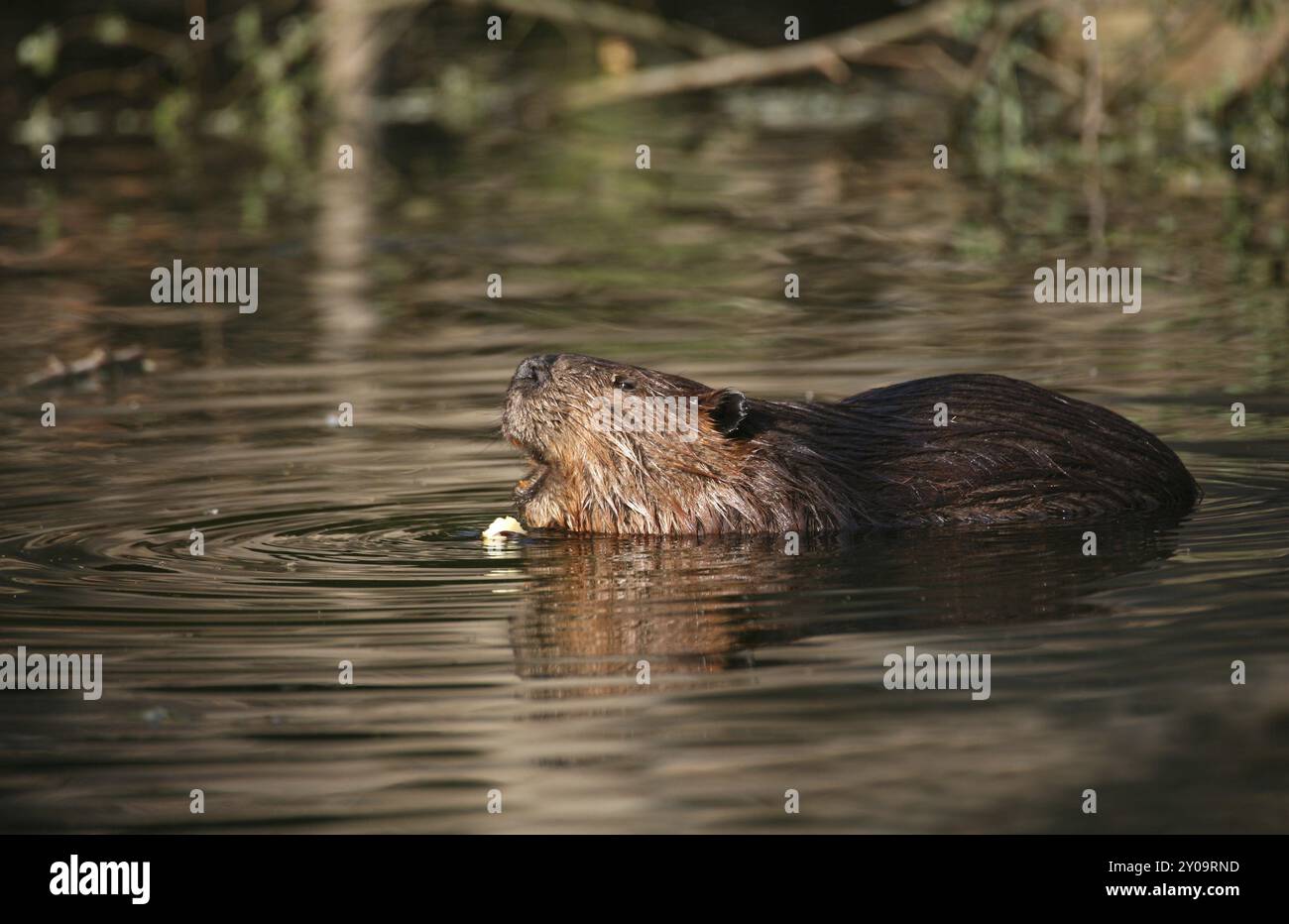 North American Beaver (Castor canadensis Stock Photo - Alamy