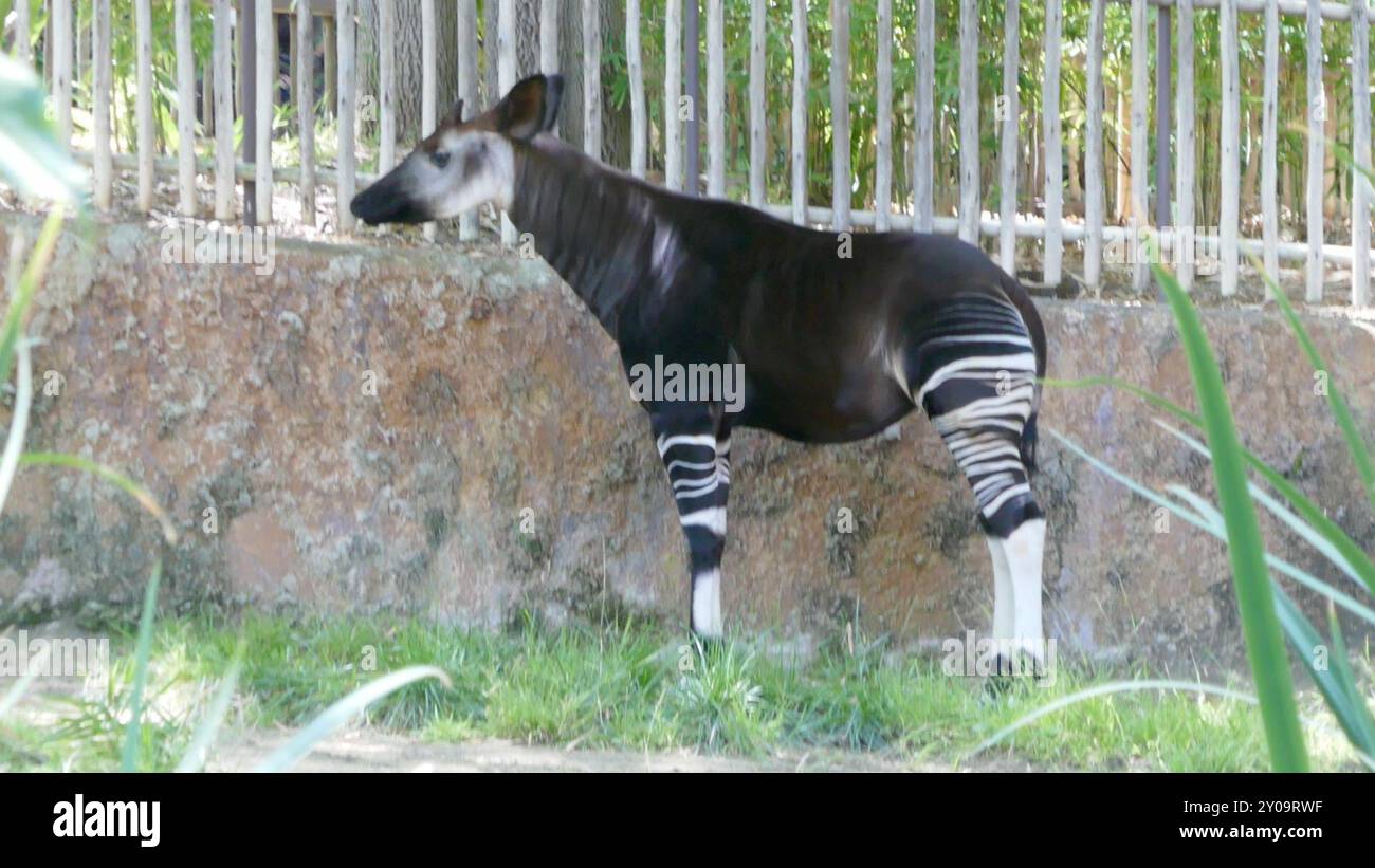 Los Angeles, California, USA 26th August 2024 Okapi at LA Zoo on August 26, 2024 in Los Angeles ...