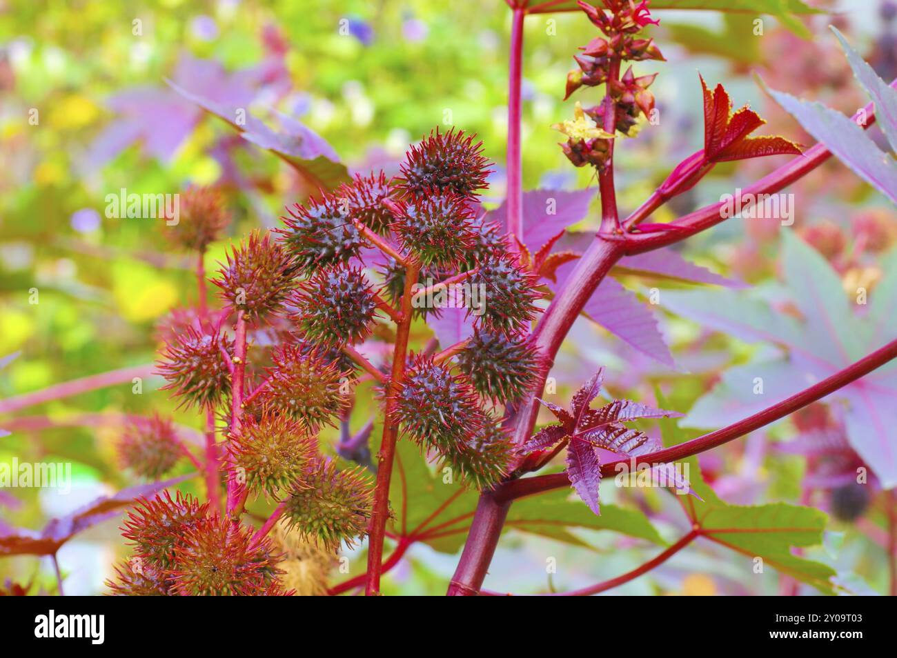 Wunderbaum, a castor oil plant with many seeds Stock Photo - Alamy